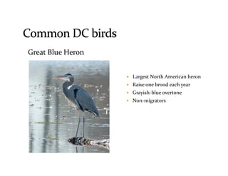 My Pecha Kucha: Birds | PDF | Birdwatching | Hobbies & Interests