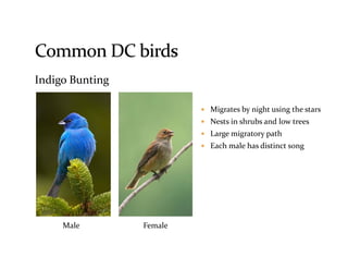 My Pecha Kucha: Birds | PDF | Birdwatching | Hobbies & Interests