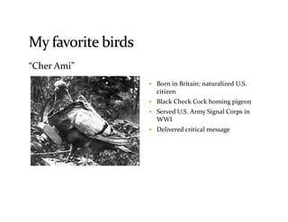 My Pecha Kucha: Birds | PDF | Birdwatching | Hobbies & Interests