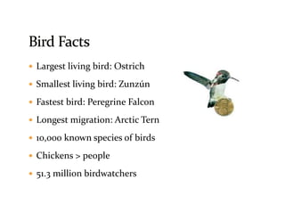 My Pecha Kucha: Birds | PDF | Birdwatching | Hobbies & Interests