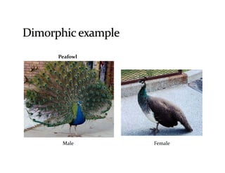 My Pecha Kucha: Birds | PDF | Birdwatching | Hobbies & Interests