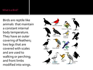 Birds | PPTX