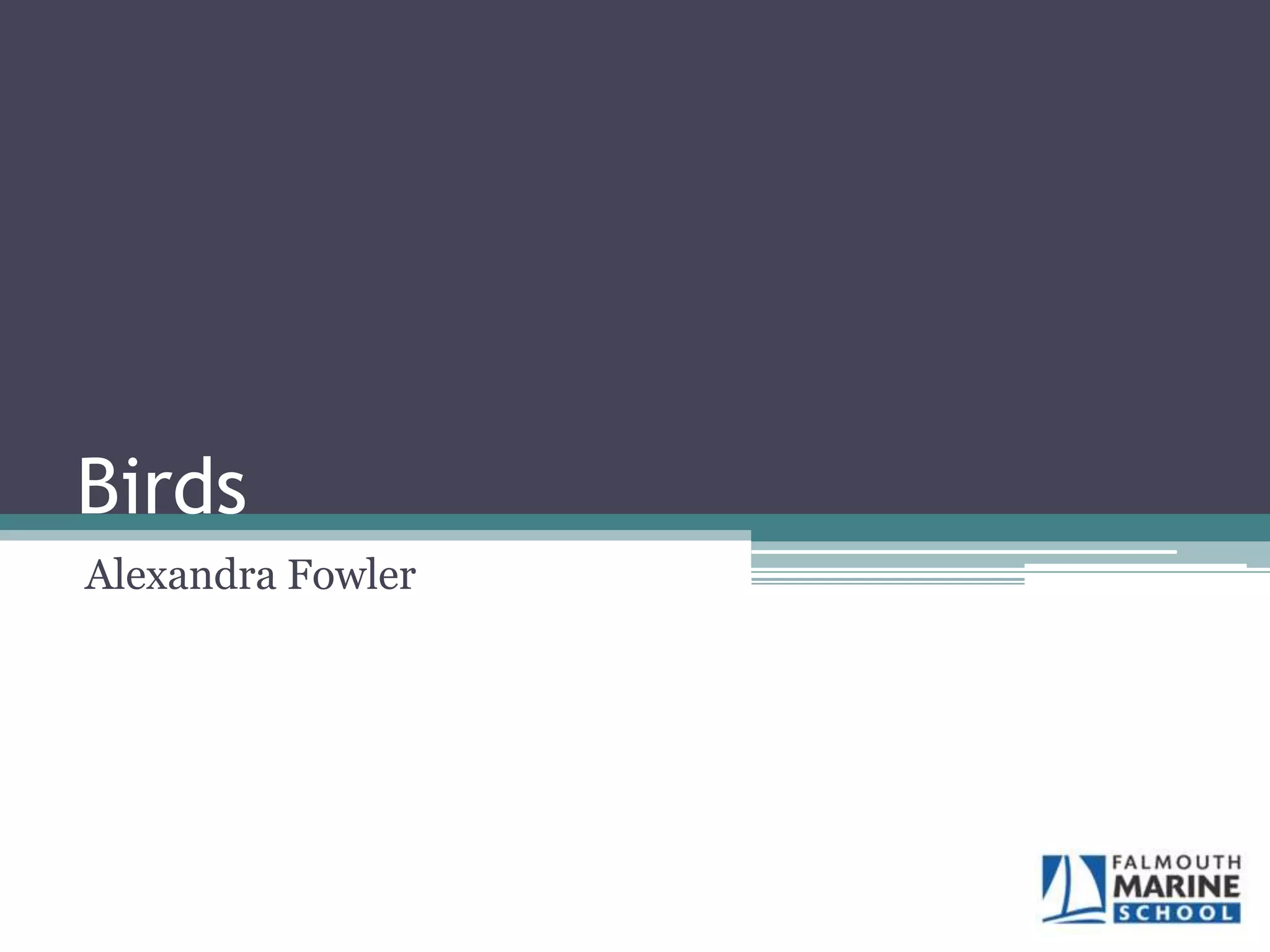 Birds | PPTX