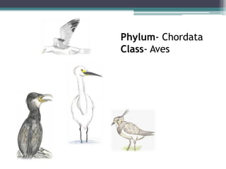 Birds | PPTX