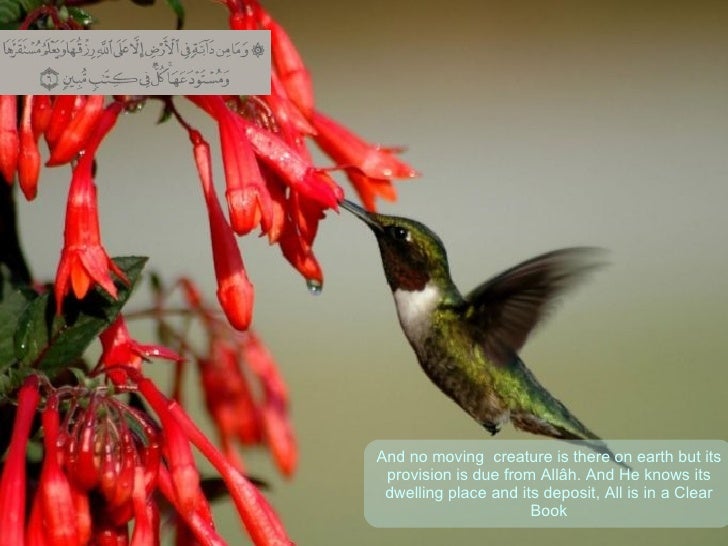 God Birds Quotes