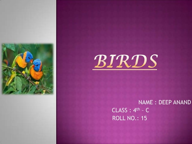 Birds | PPTX | Birdwatching | Hobbies & Interests