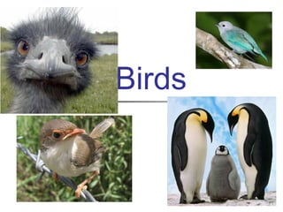 Birds | PPT | Birdwatching | Hobbies & Interests