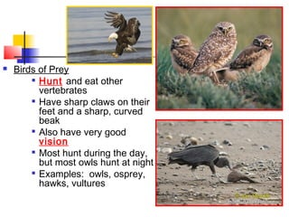 Birds | PPT | Birdwatching | Hobbies & Interests