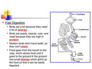 Birds | PPT | Birdwatching | Hobbies & Interests