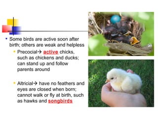 Birds | PPT | Birdwatching | Hobbies & Interests