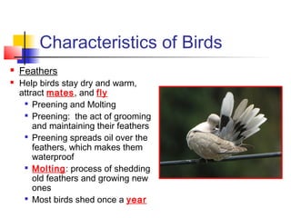 Birds Characteristics