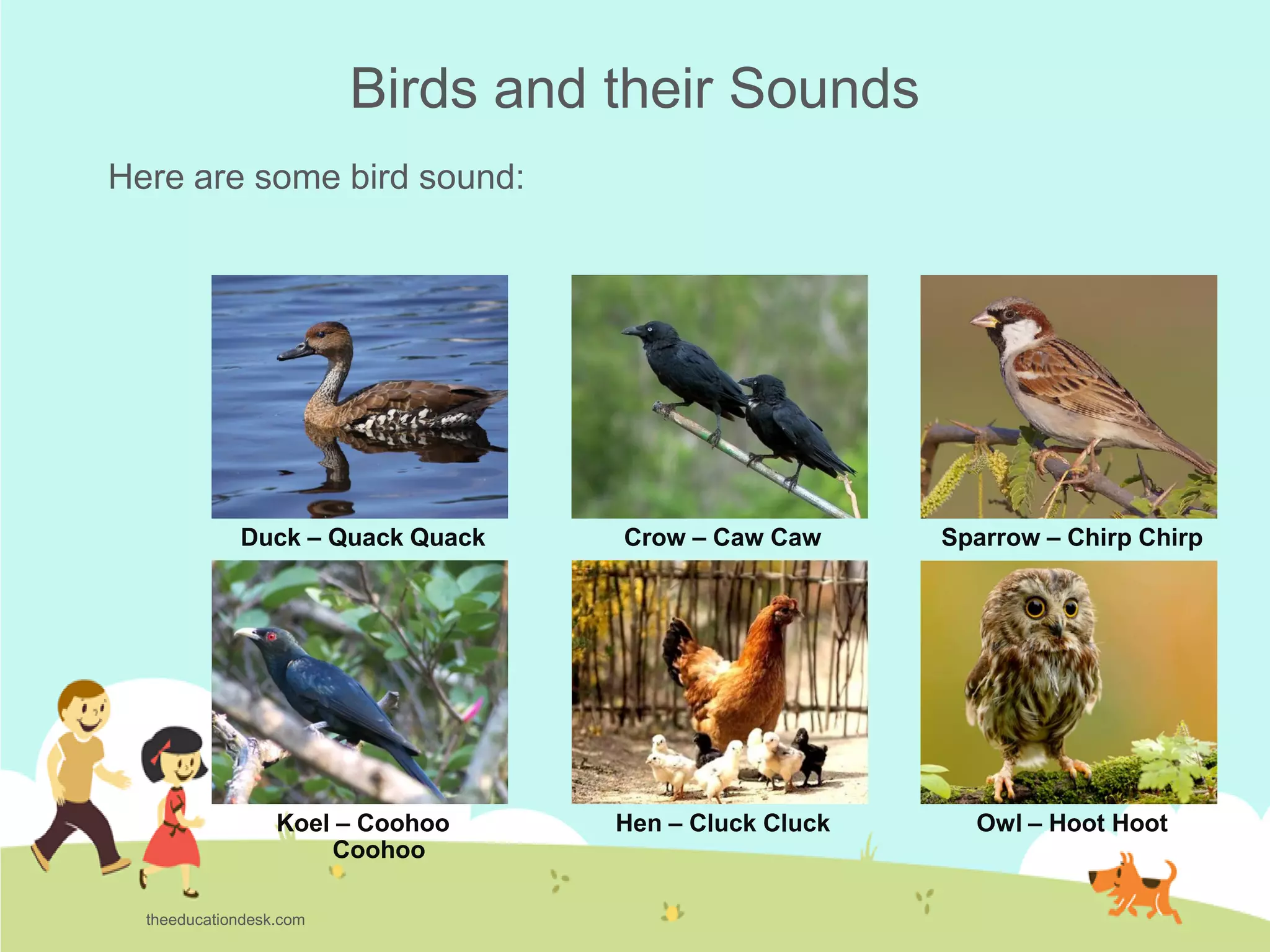 Environmental Science (EVS) : Birds (Class II) | PDF