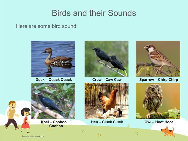 Environmental Science (EVS) : Birds (Class II) | PDF