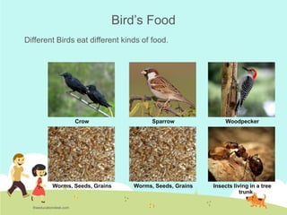 Environmental Science (EVS) : Birds (Class II) | PDF