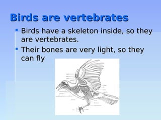 Birds | PPT