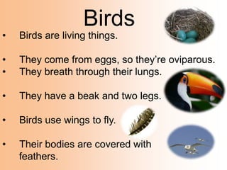 Birds: First steps on Science | PPT