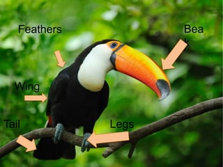 Birds: First steps on Science | PPT