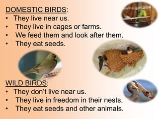Birds: First steps on Science | PPTX