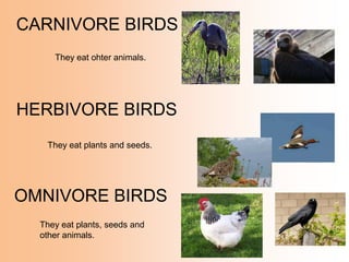 Birds: First steps on Science | PPTX