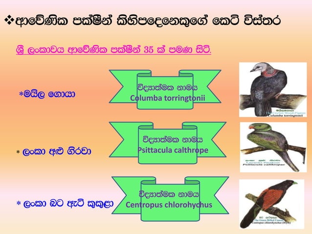 Sri Lankan Birds | PDF