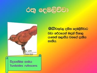 Sri Lankan Birds | PDF