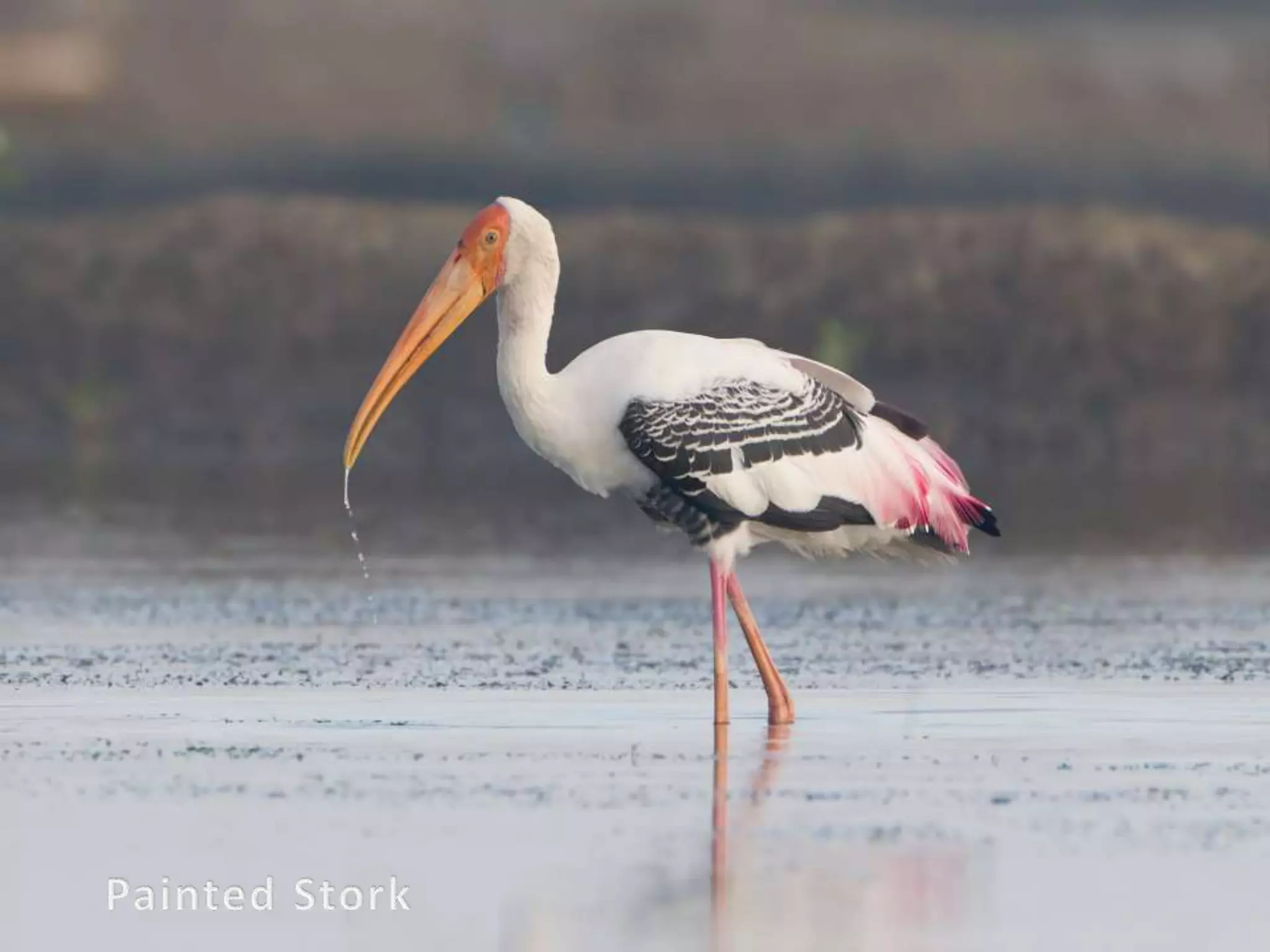 Identifying Birds around us | PPTX