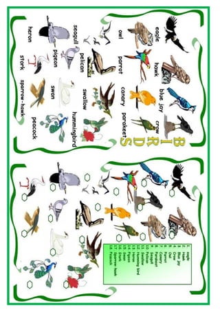 Birds (Worksheet) | PDF
