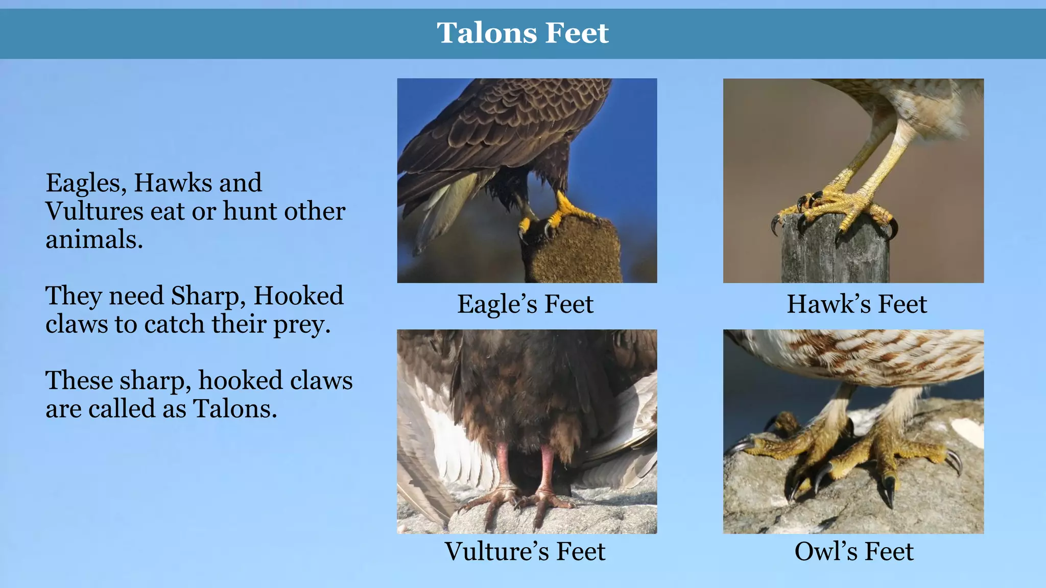 Environmental Science (EVS) : Birds (Class III) | PDF