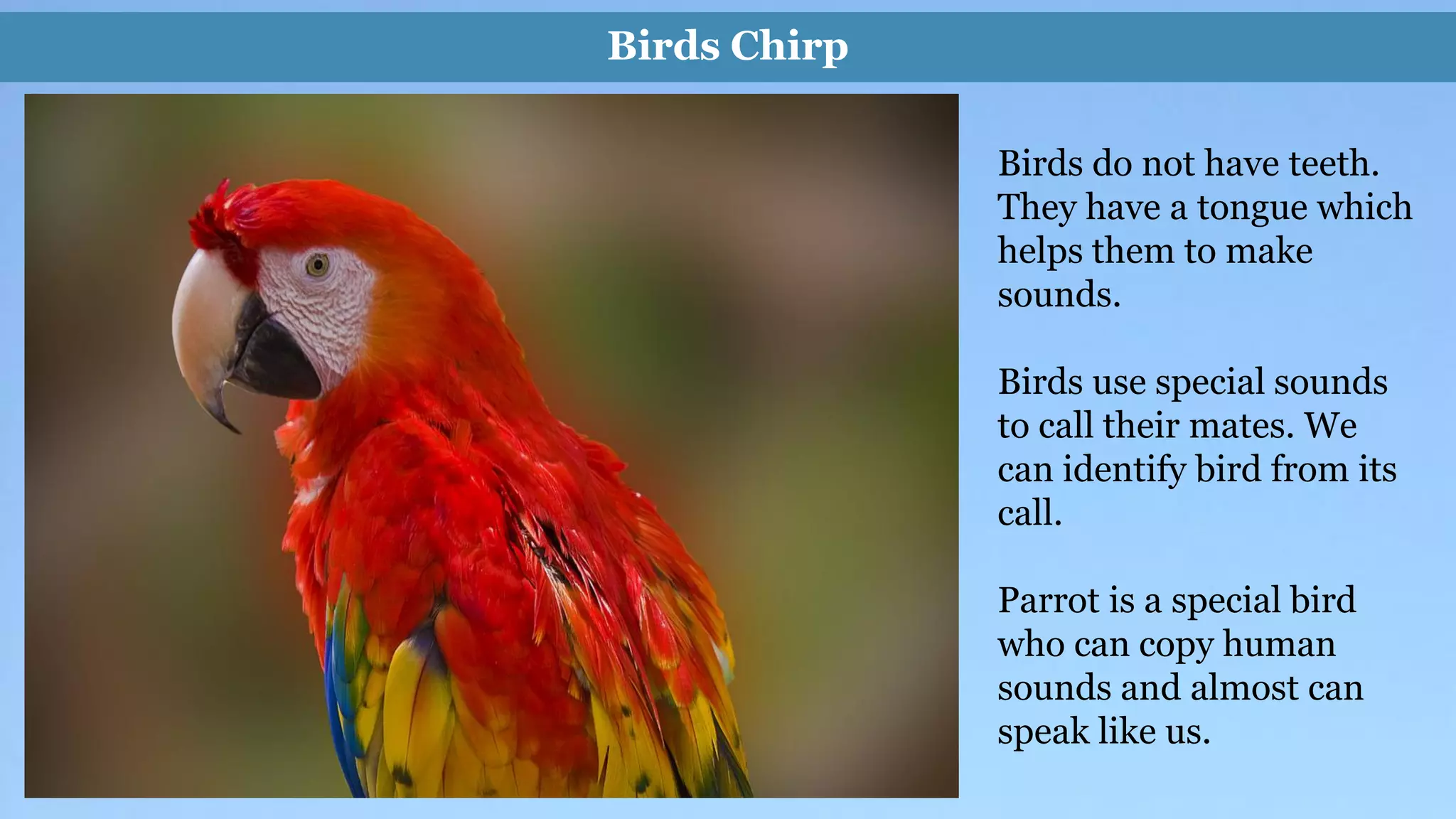 Environmental Science (EVS) : Birds (Class III) | PDF