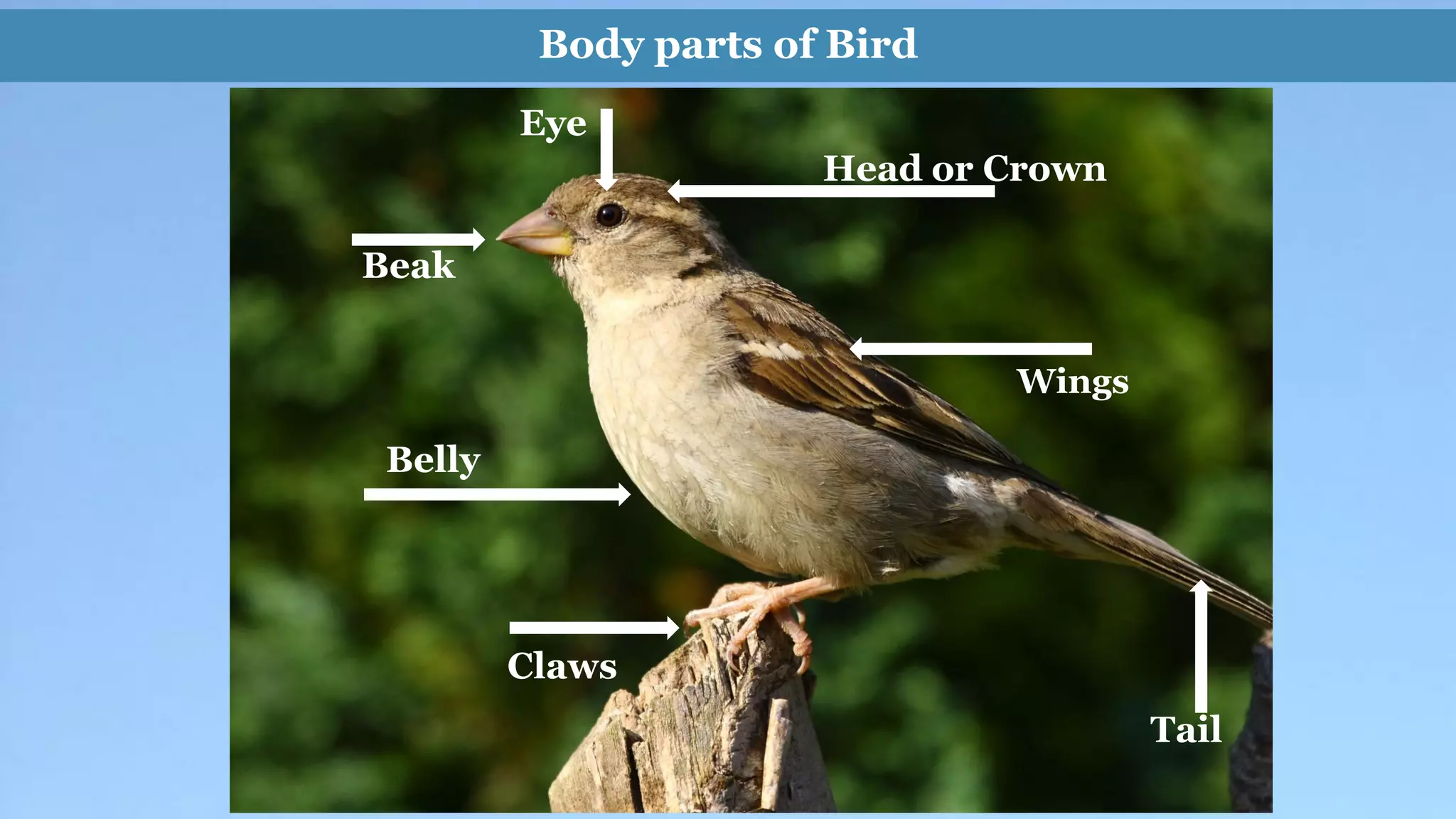 Environmental Science (EVS) : Birds (Class III) | PDF