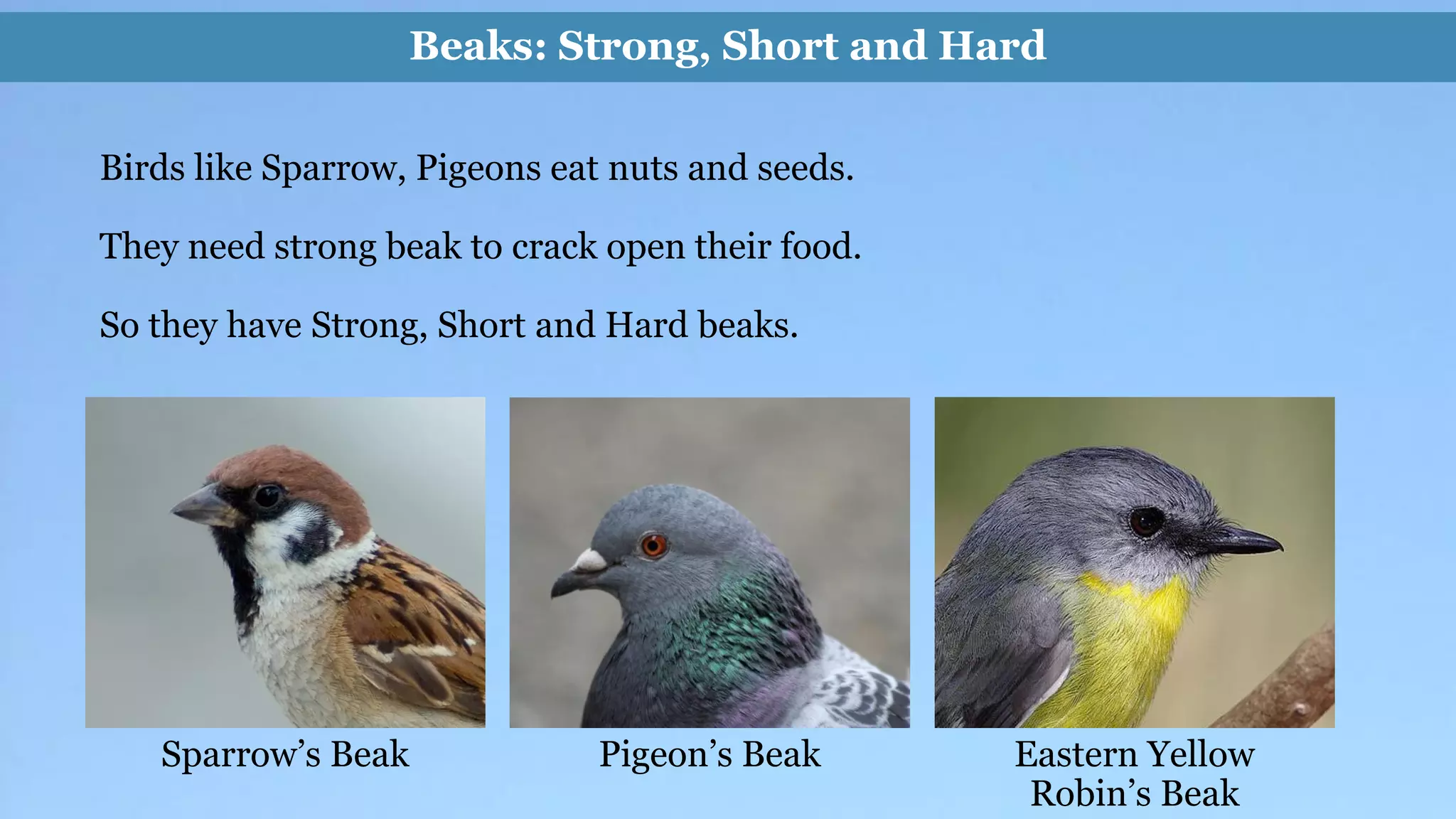 Environmental Science (EVS) : Birds (Class III) | PDF