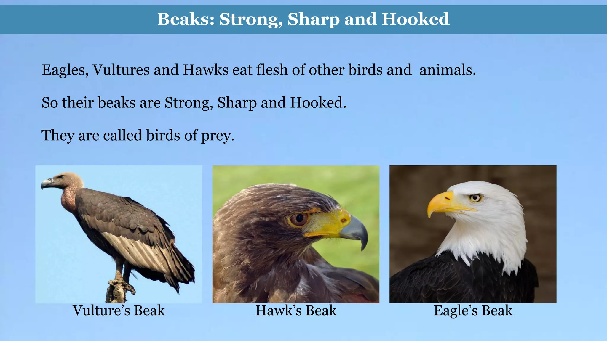 Environmental Science (EVS) : Birds (Class III) | PDF