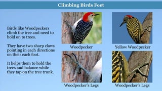 Environmental Science (EVS) : Birds (Class III) | PDF