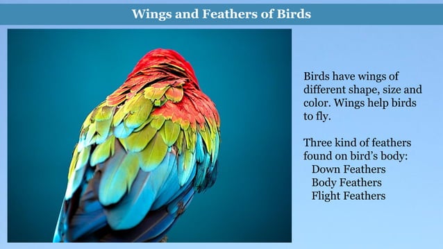Environmental Science (EVS) : Birds (Class III) | PDF | Birdwatching ...