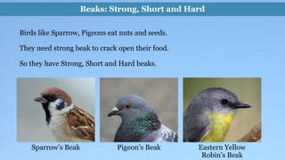 Environmental Science (EVS) : Birds (Class III) | PDF