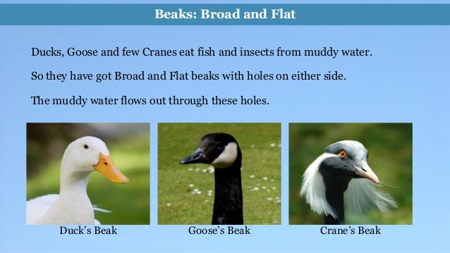 Environmental Science (EVS) : Birds (Class III)