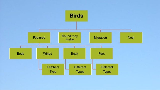 Environmental Science (EVS) : Birds (Class III)