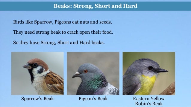 Environmental Science (EVS) : Birds (Class III)