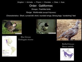 Clasification of Birds | PPT