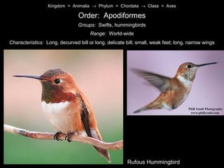 Clasification of Birds | PPT