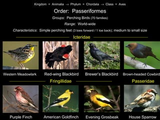 Clasification of Birds | PPT