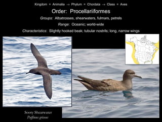 Clasification of Birds | PPT