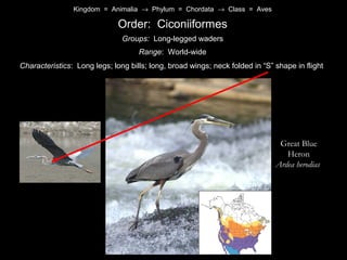 Clasification of Birds | PPT