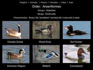 Clasification of Birds | PPT