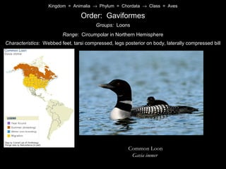 Chordata Birds