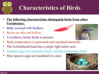 Birds | PPT