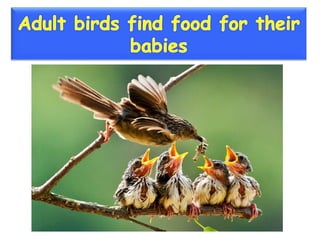 Birds | PPT