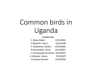 Birds-2.pptx