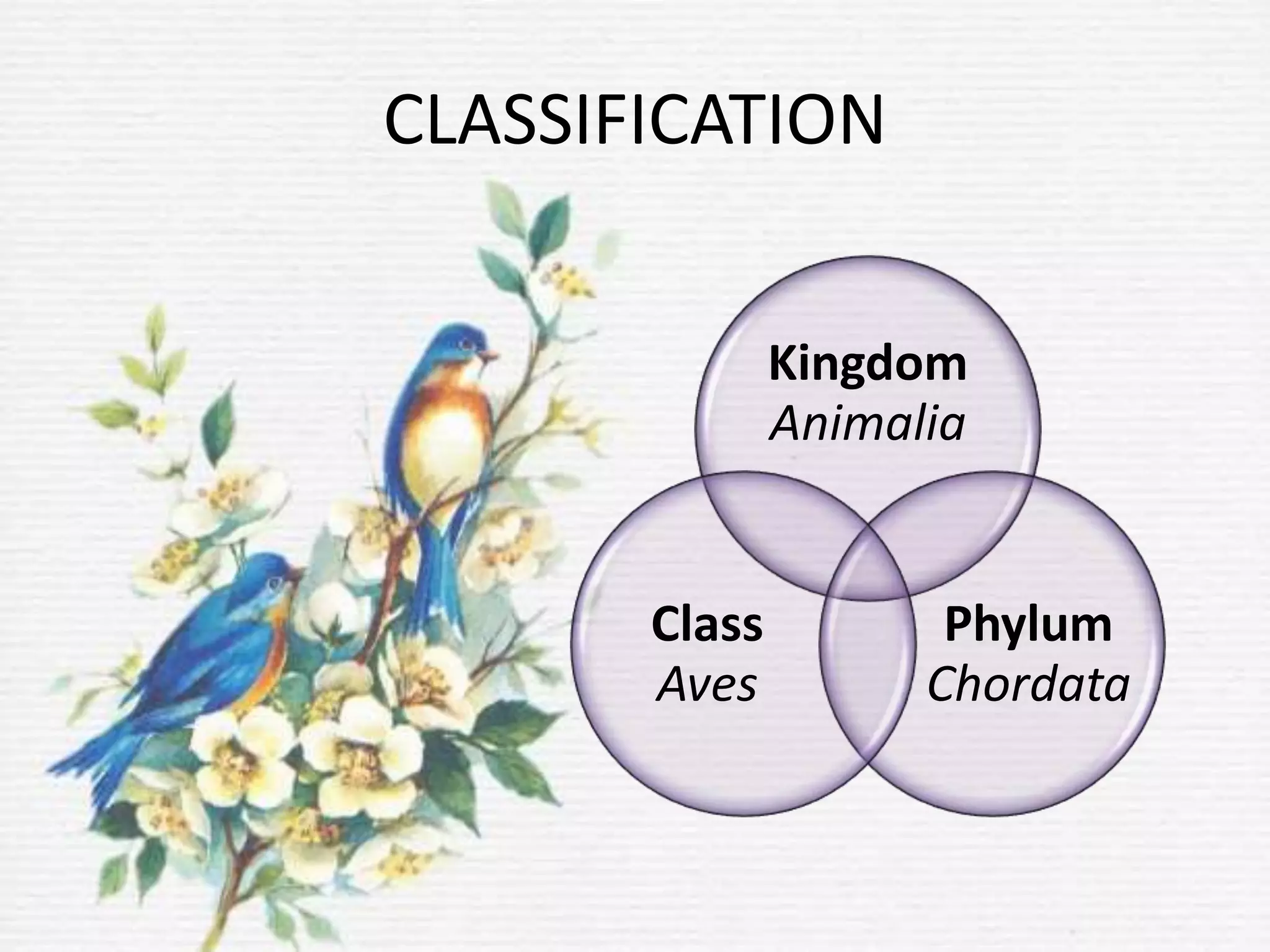 Characteristics of class Aves | PPTX