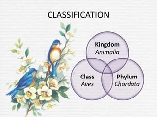 Characteristics of class Aves | PPTX